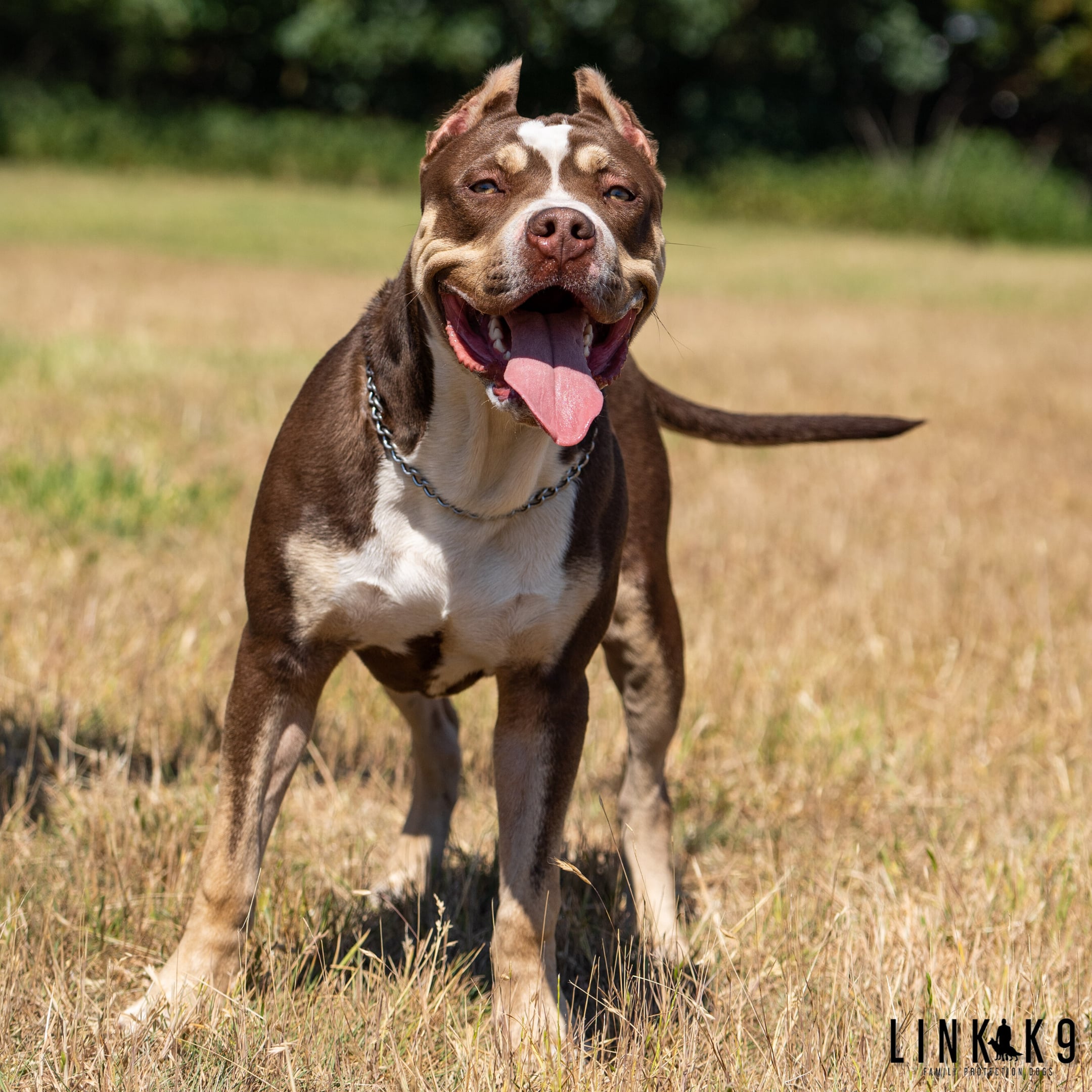 Link K9 protection dogs - Guard Dogs | DOGS GALLERY
