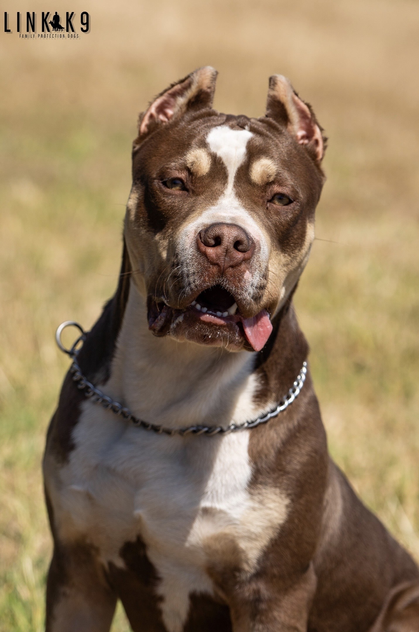 Link K9 protection dogs - Guard Dogs | DOGS GALLERY